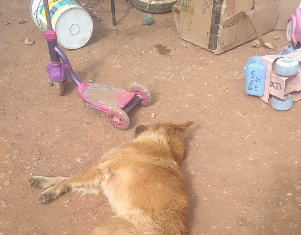 Denuncian envenenamiento masivo de perros en Zacatecas - NTR Zacatecas