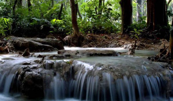 Bosque La Primavera, 36 años como Área Natural Protegida - NTR Zacatecas