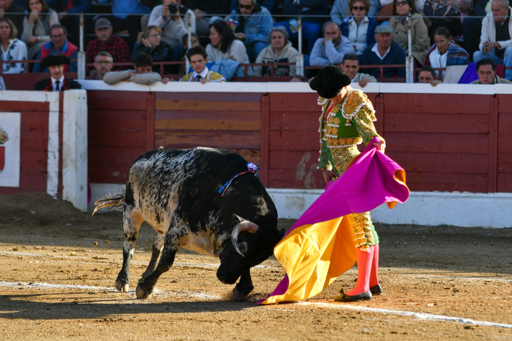 Bruno Aloi, el mejor novillero en Cali - NTR Zacatecas