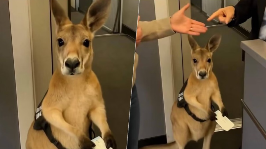 ¿Nos engañó la IA? El origen del video del canguro que no puede subir ...